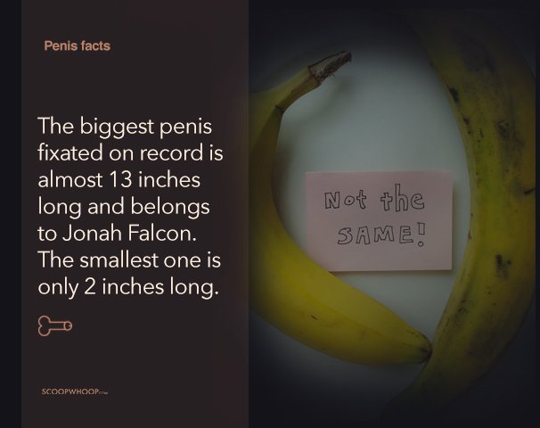15 Surprising Facts About Penises That We Bet You Had No Idea About 15 Surprising Facts About Penises That We Bet You Had No Idea About