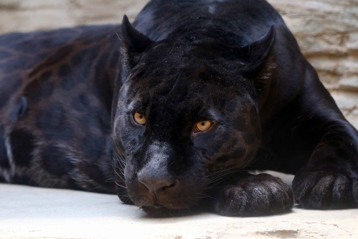 Just 20 Images Of Panthers Looking Dangerously Adorable & Playful ... Just 20 Images Of Panthers Looking Dangerously Adorable & Playful ...